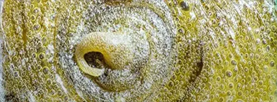 Enhancing Cannabis Extraction Economics: A Complete Guide